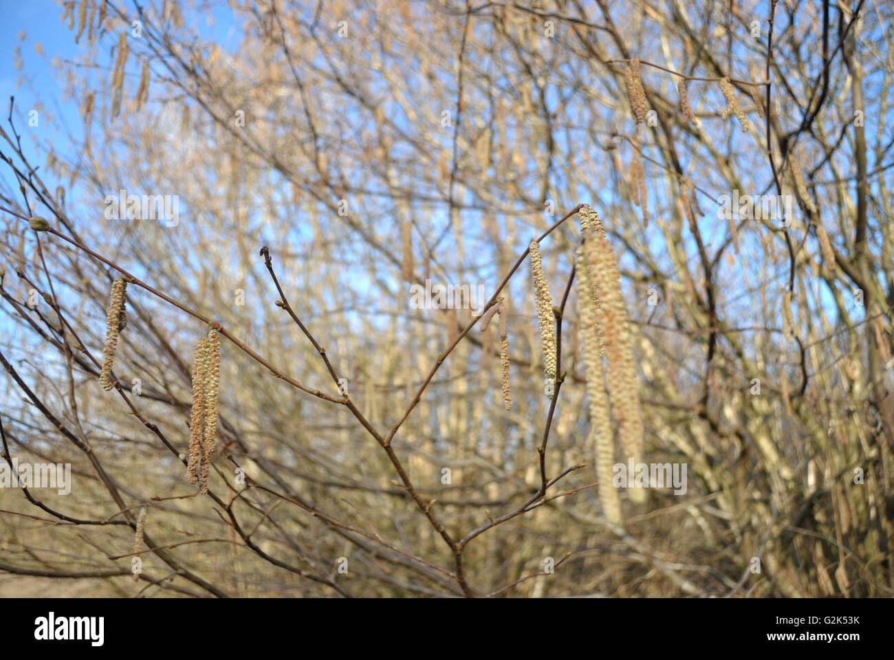 Catkin plant hi-res stock photography and images - Alamy