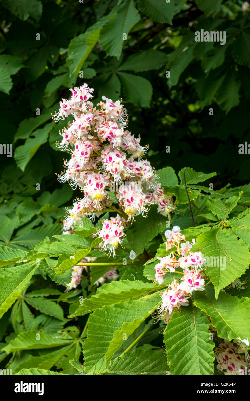 Maple blossom hi-res stock photography and images - Alamy
