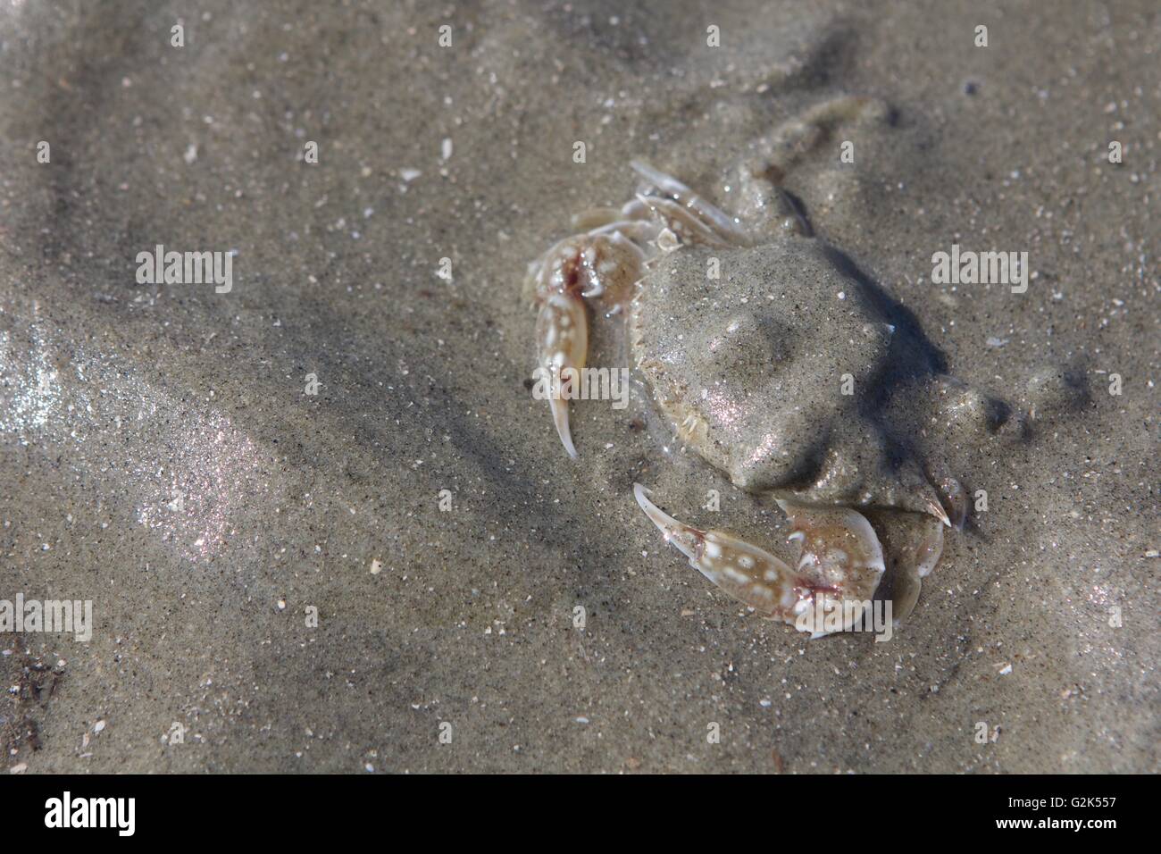 Half-buried crab in the sand Stock Photo - Alamy