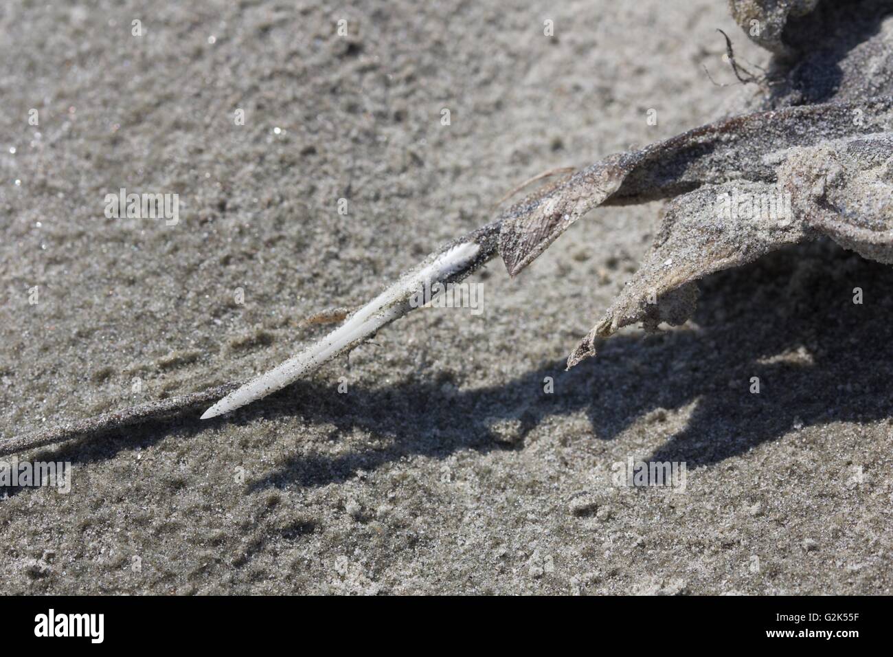 Dasyatis sabina or Atlantic Stingray Stock Photo - Alamy