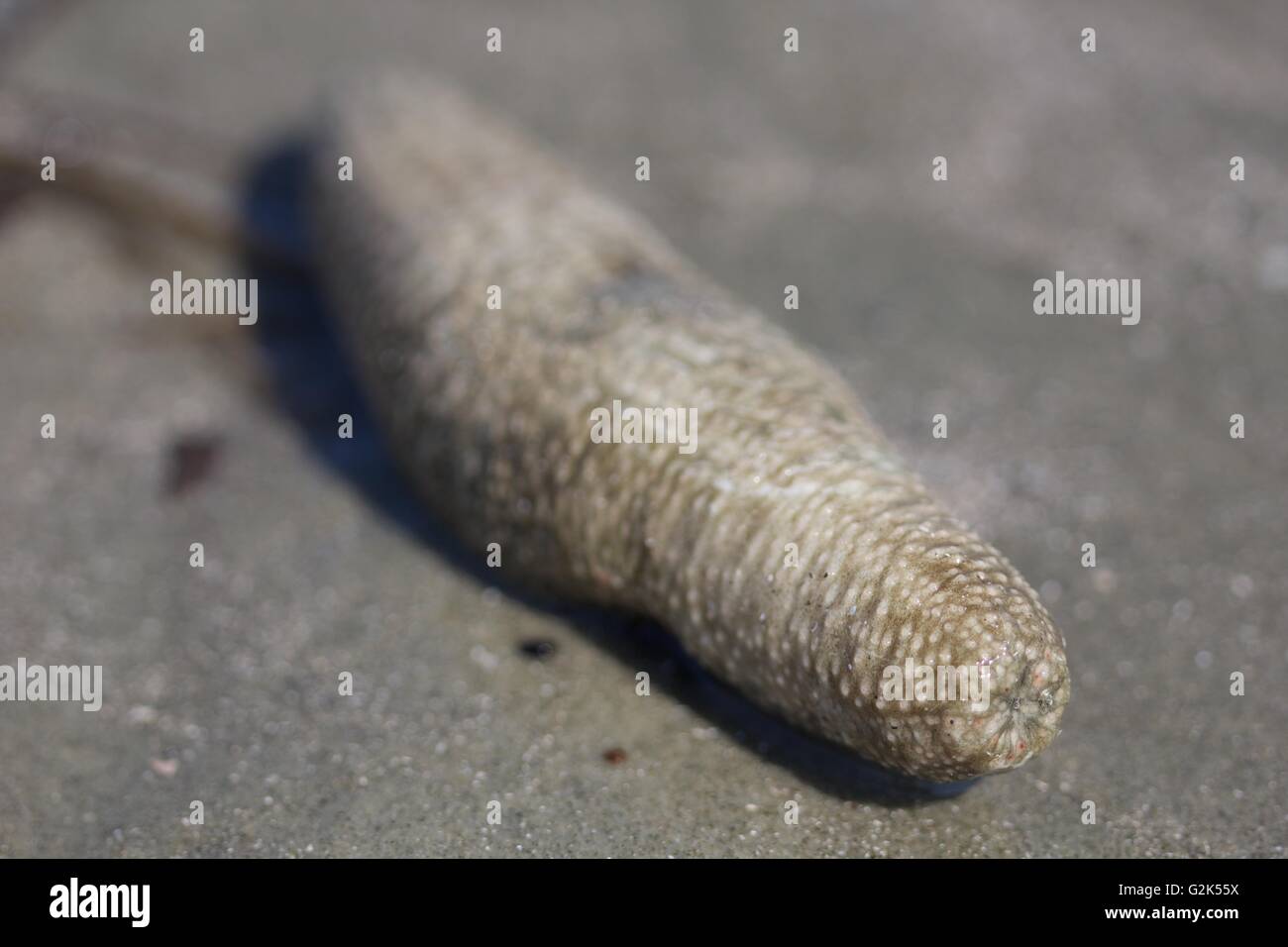 Seacucumber beach animal ocean sea hi-res stock photography and images ...