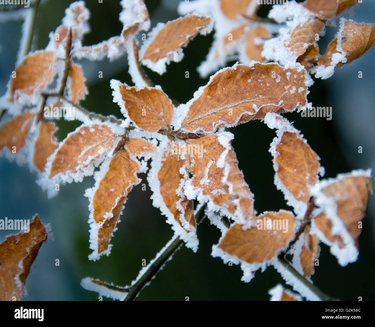 Beech leafs winter hi-res stock photography and images - Alamy