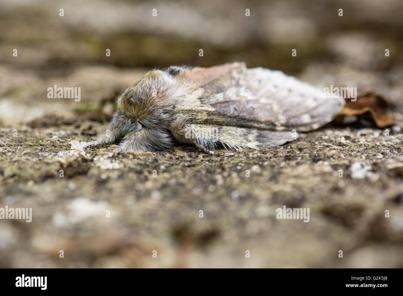 Lobster moth (Stauropus fagi). British insect in the family ...