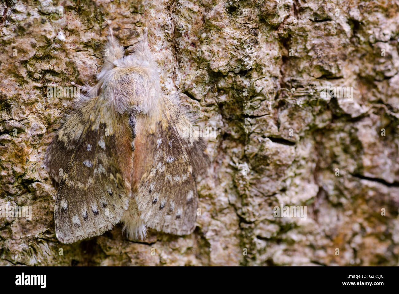 Lobster moth (Stauropus fagi). British insect in the family ...