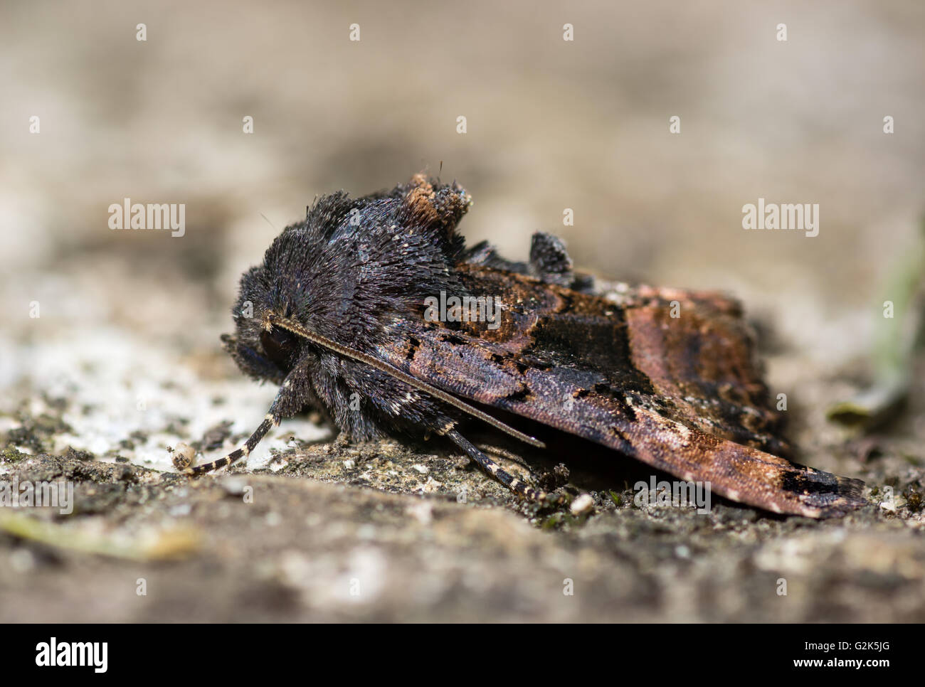 Small angle shades moth (Euplexia lucipara) in profile. Insect in the ...