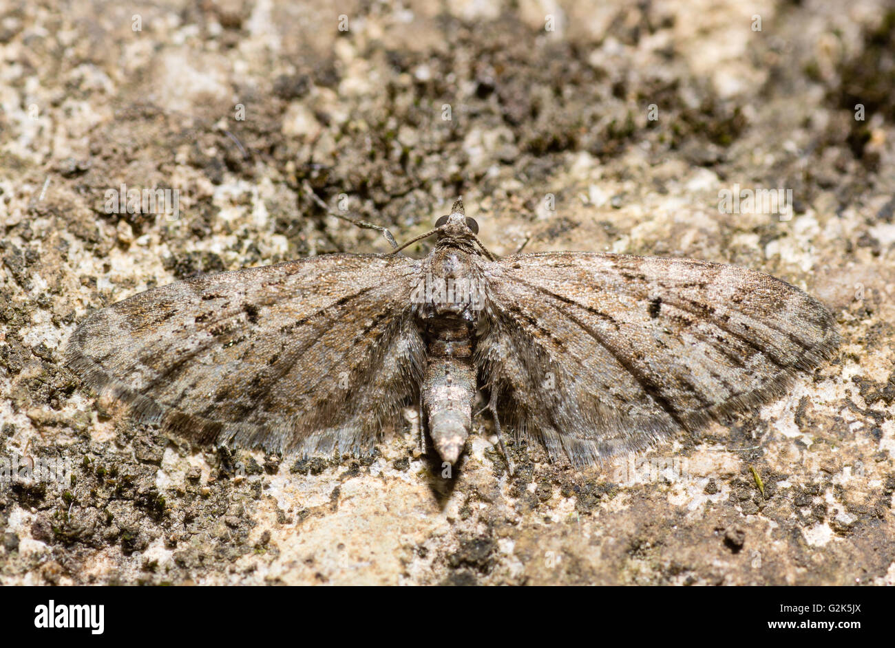 Mottled pug moth (Eupithecia exiguata). British insect in the family ...