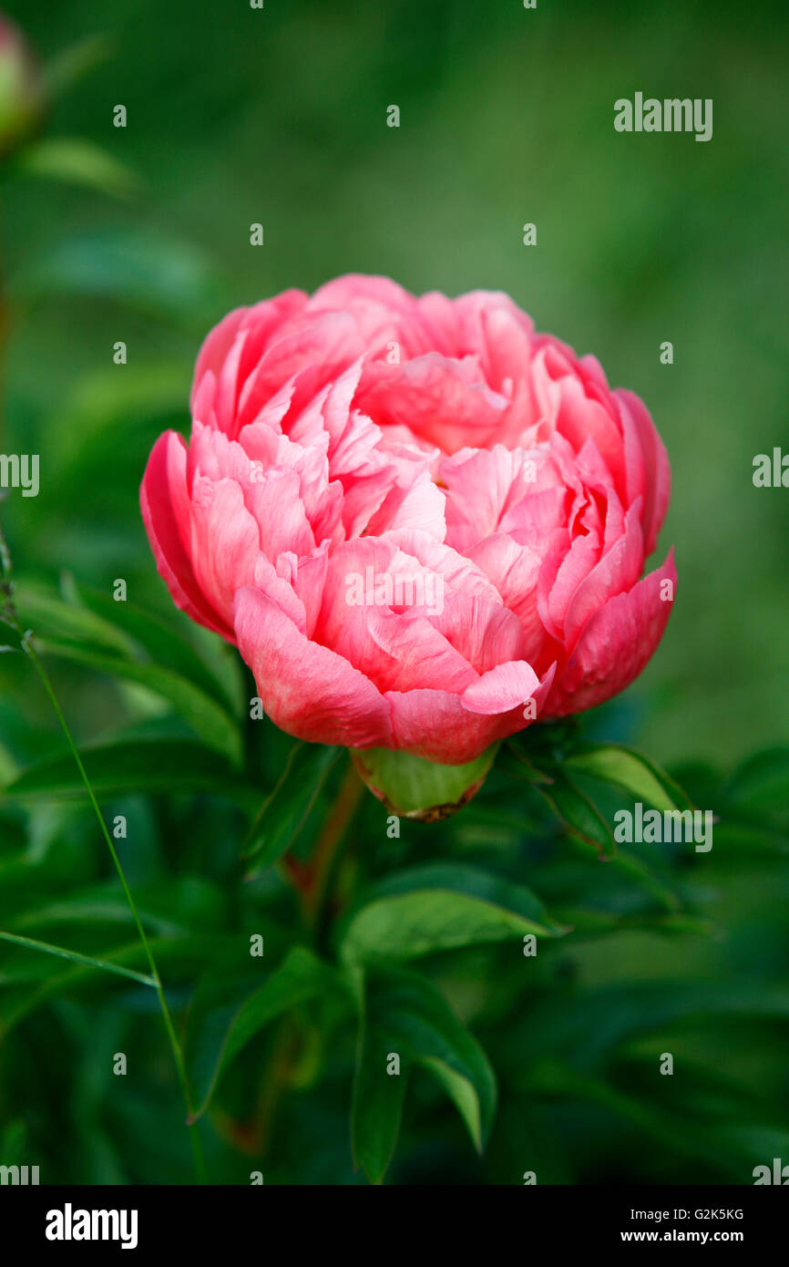 Peonies High Resolution Stock Photography and Images - Alamy