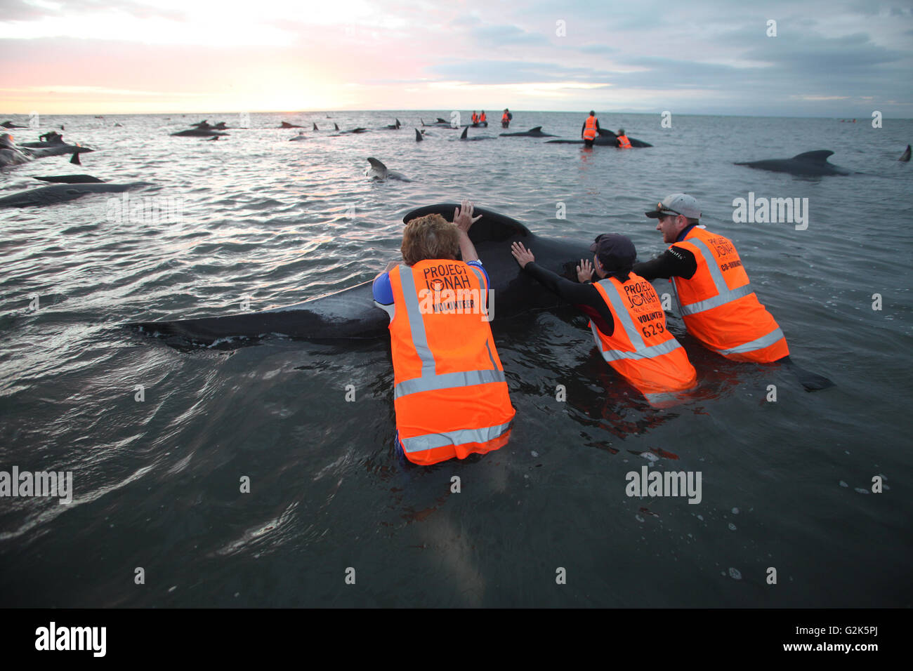 Project Jonah volunteers stabilise a stranded pilot whale during a mass ...