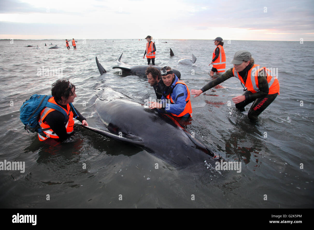 Project Jonah volunteers assisting stranded pilot whales at Farewell ...