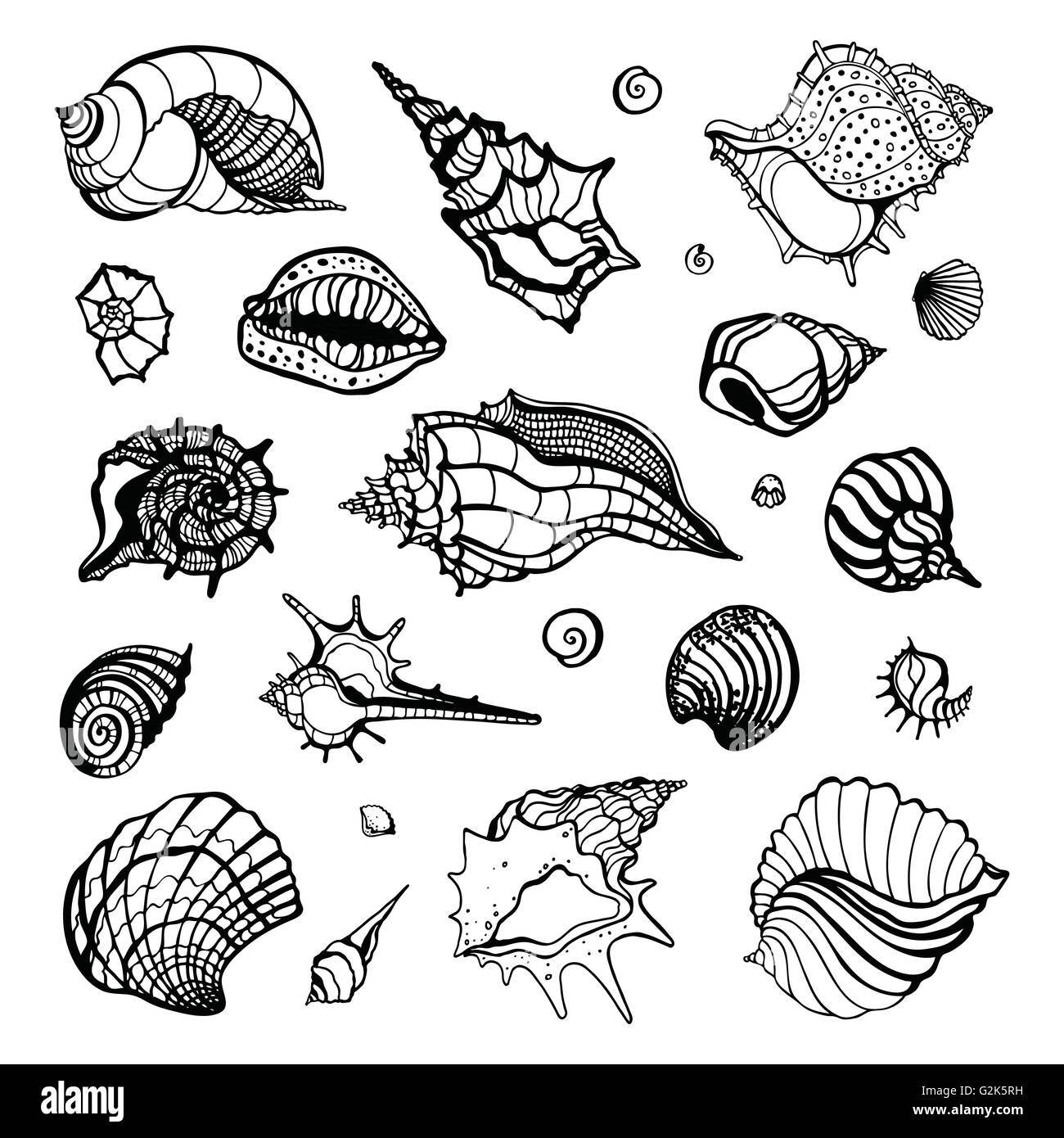 Seashells vector pattern Black and White Stock Photos & Images - Alamy
