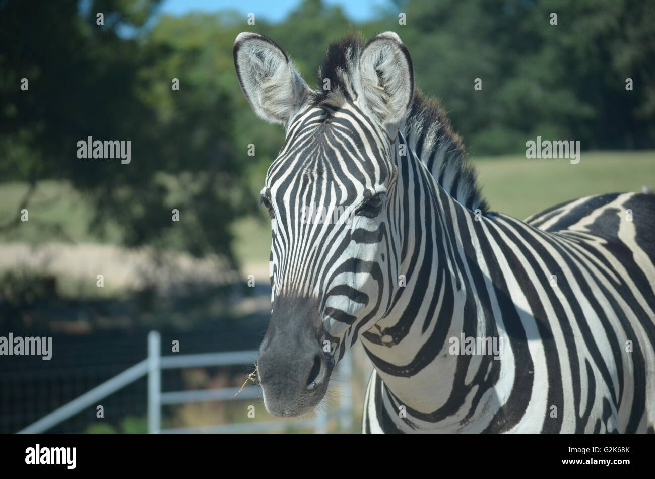 Spotted zebra hi-res stock photography and images - Alamy