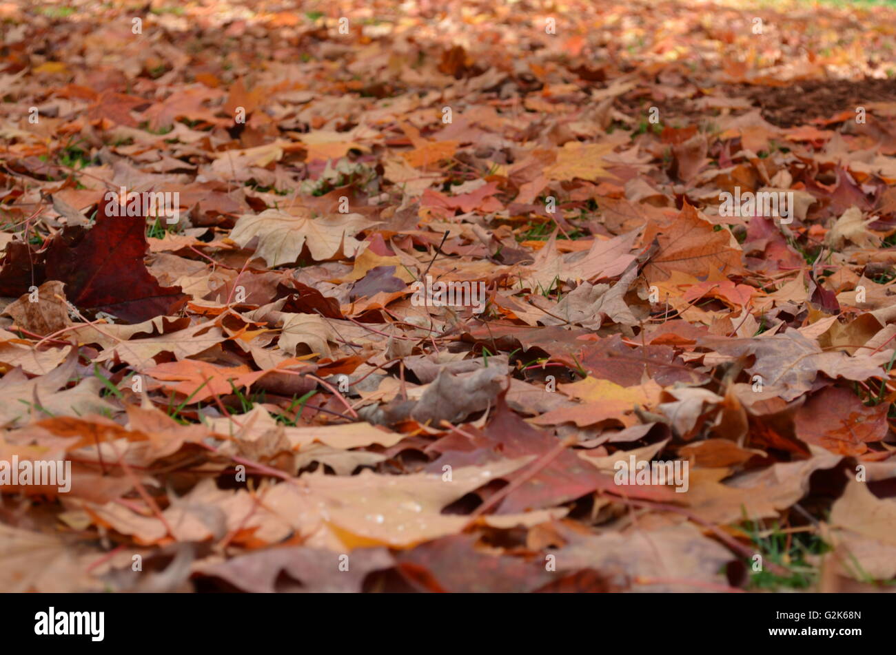 Rustle Of Leaves High Resolution Stock Photography and Images - Alamy