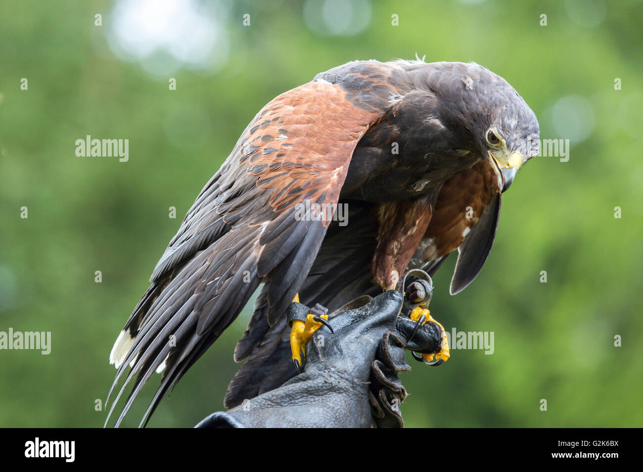 Harris hawk and claws hi-res stock photography and images - Alamy
