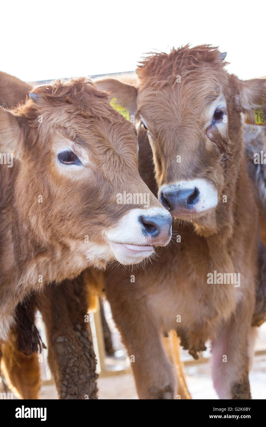 Domestic cattle bos taurus herd hi-res stock photography and images - Alamy