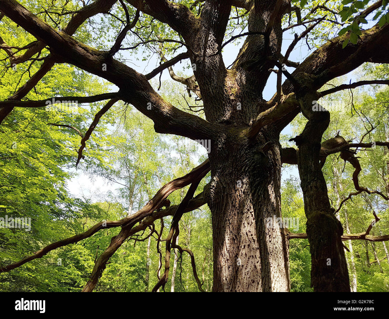Urwald, Sababurg, Reinhardswald Stock Photo - Alamy
