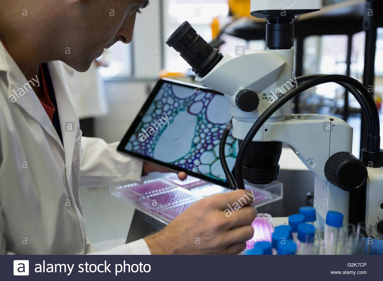 Scientist using microscope camera and digital tablet in laboratory ...