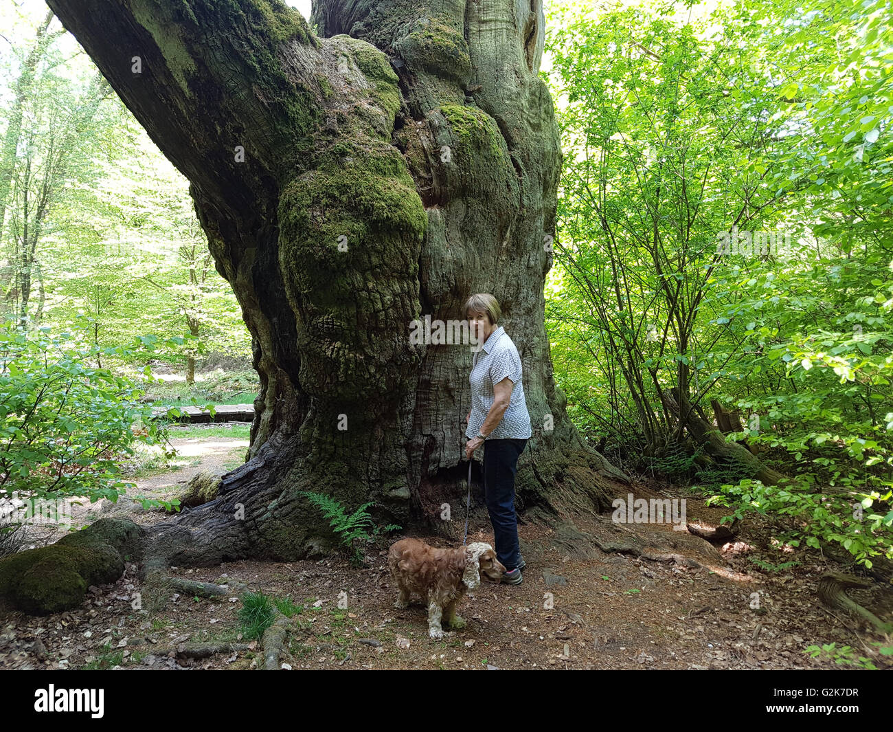 Urwald, Sababurg, Reinhardswald Stock Photo - Alamy