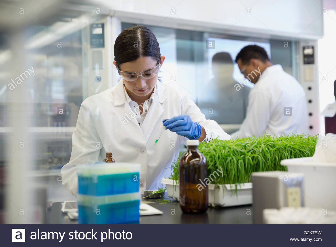 Experiment in biology hi-res stock photography and images - Alamy