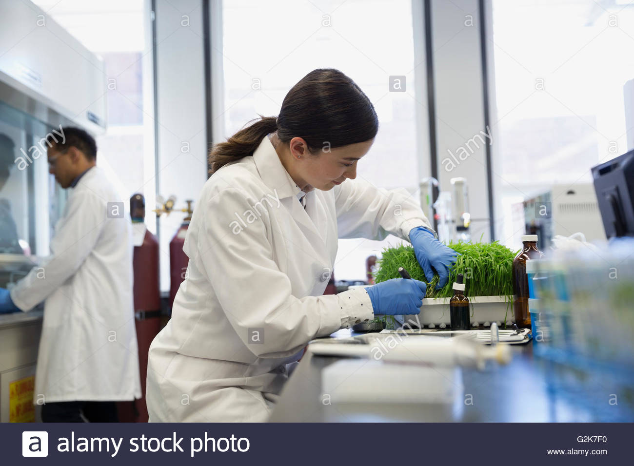 Scientist examining GMO plants in laboratory Stock Photo - Alamy