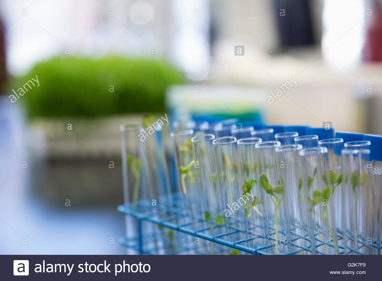 Seedlings sprouting in test tubes in laboratory Stock Photo - Alamy