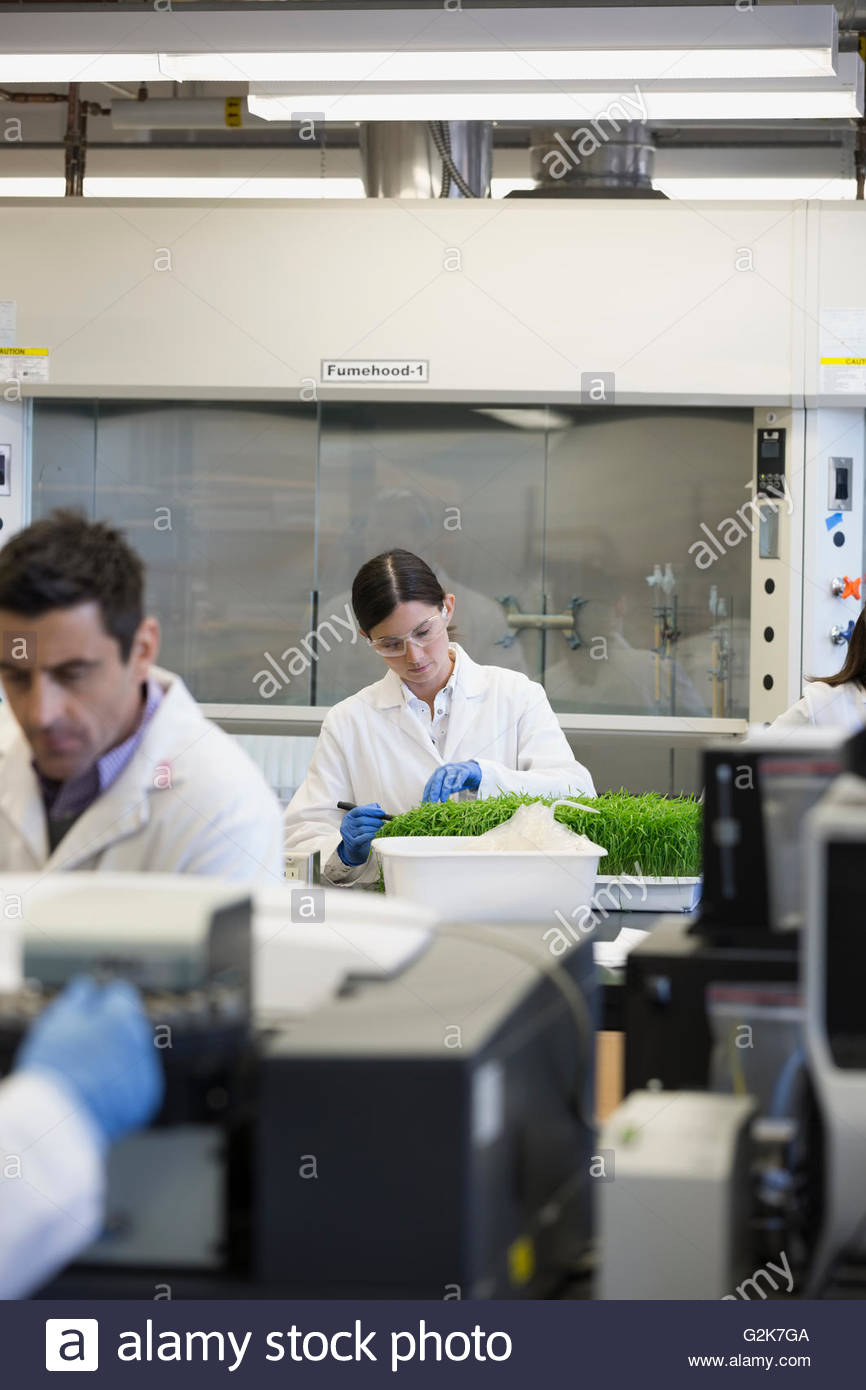 Scientist examining GMO plants in laboratory Stock Photo - Alamy