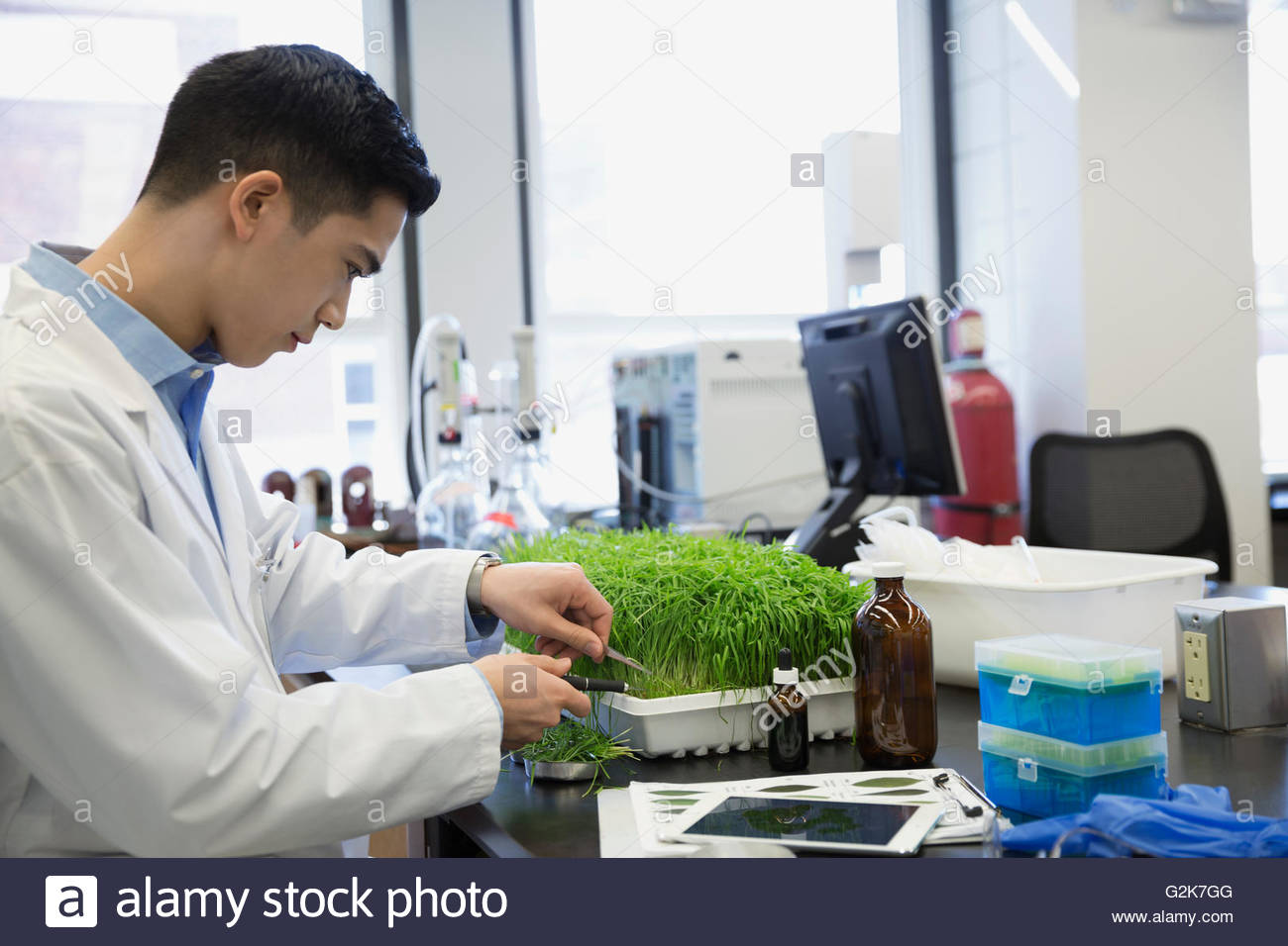 Scientist examining GMO plants in laboratory Stock Photo - Alamy