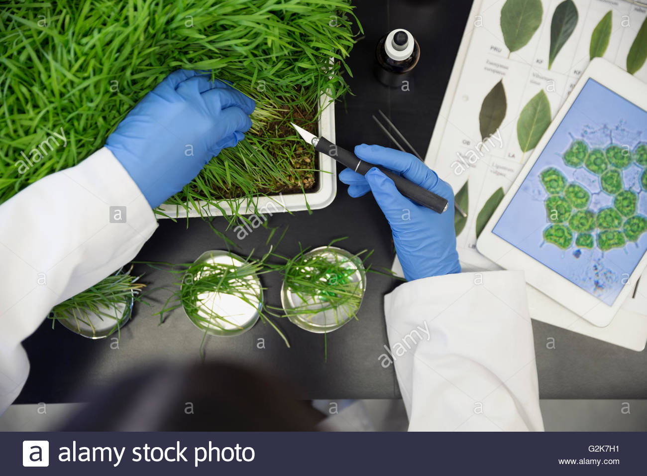 Scientist examining GMO plants in laboratory Stock Photo - Alamy