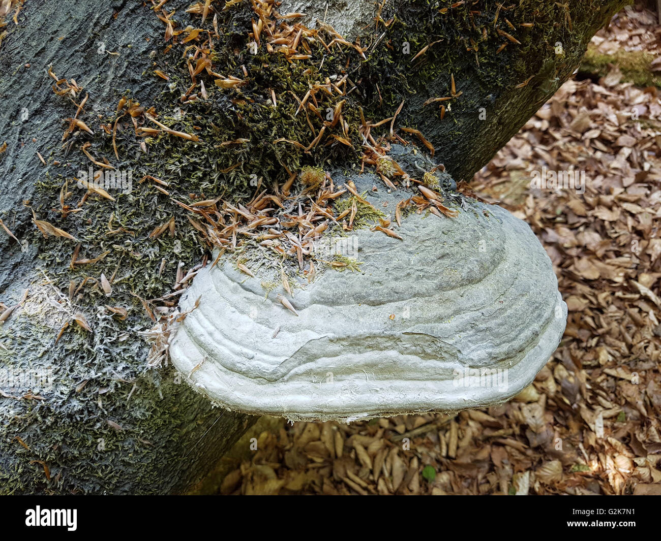 Urwald, Baumriesen, Baumpilze Stock Photo - Alamy