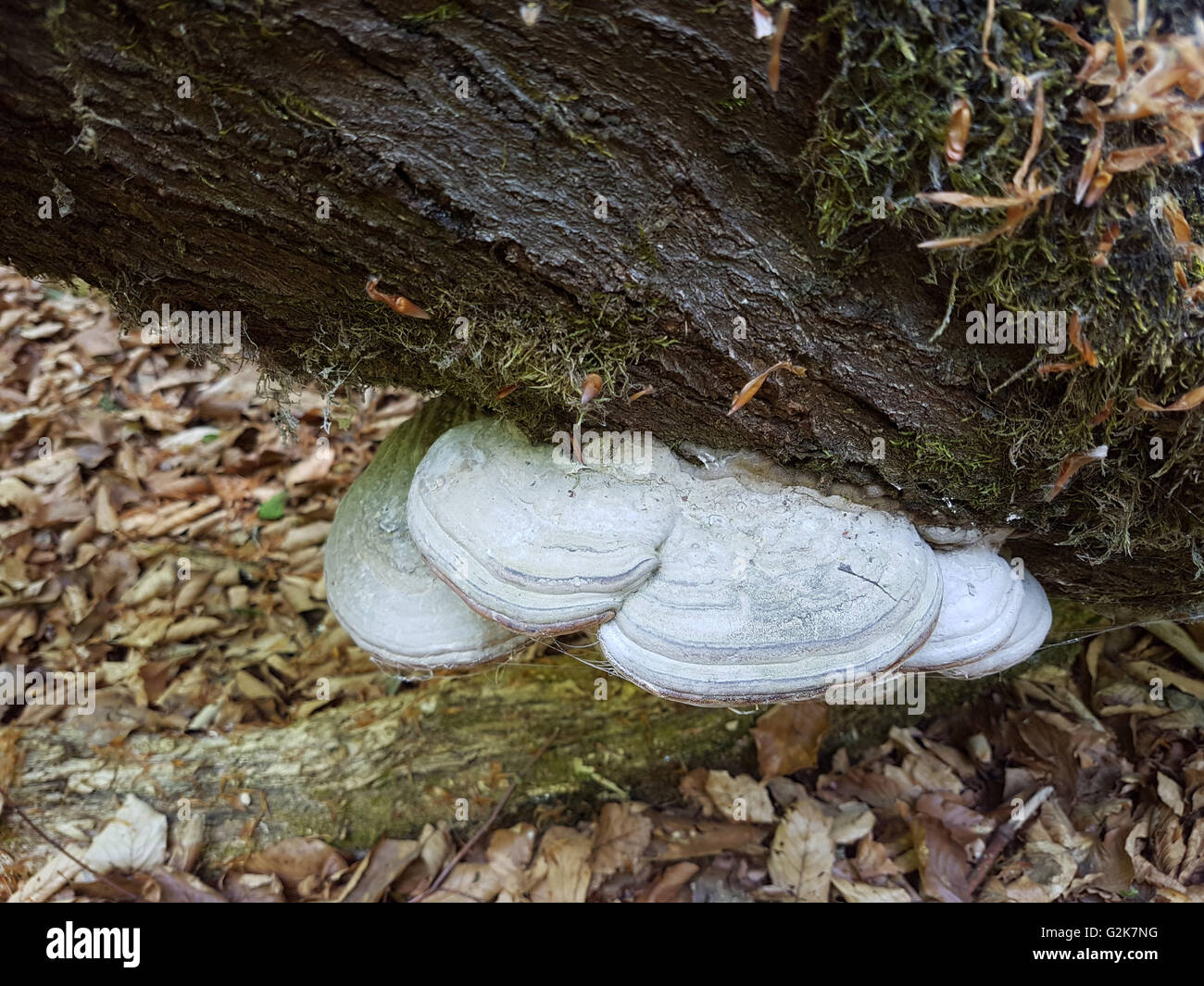 Urwald, Baumriesen, Baumpilze Stock Photo - Alamy