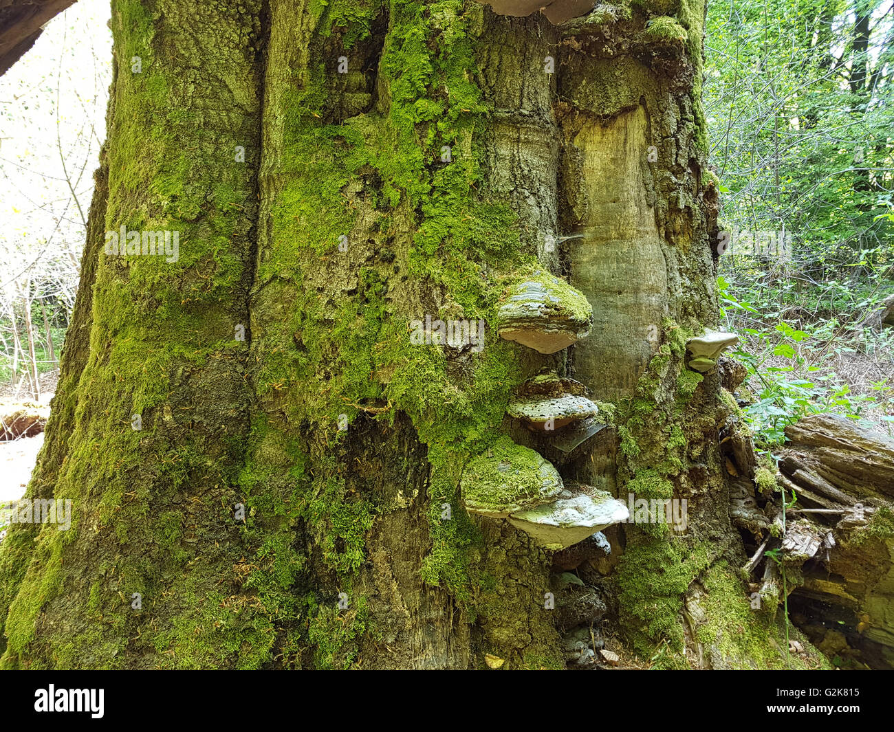 Urwald, Baumriesen, Baumpilze Stock Photo - Alamy