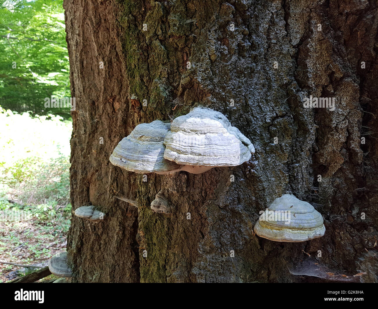 Urwald, Baumriesen, Baumpilze Stock Photo - Alamy