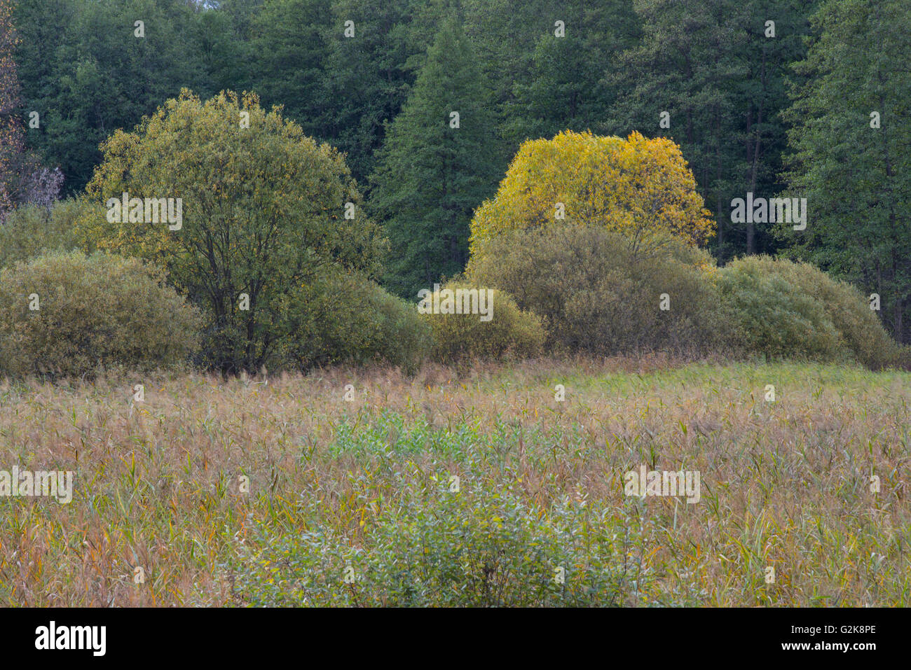 Bialowieza forest is a valuable rest of the old desiduous forest which ...
