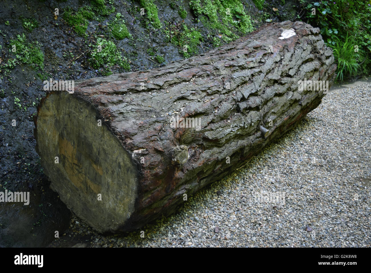 Huge Wooden Log walking path Stock Photo - Alamy
