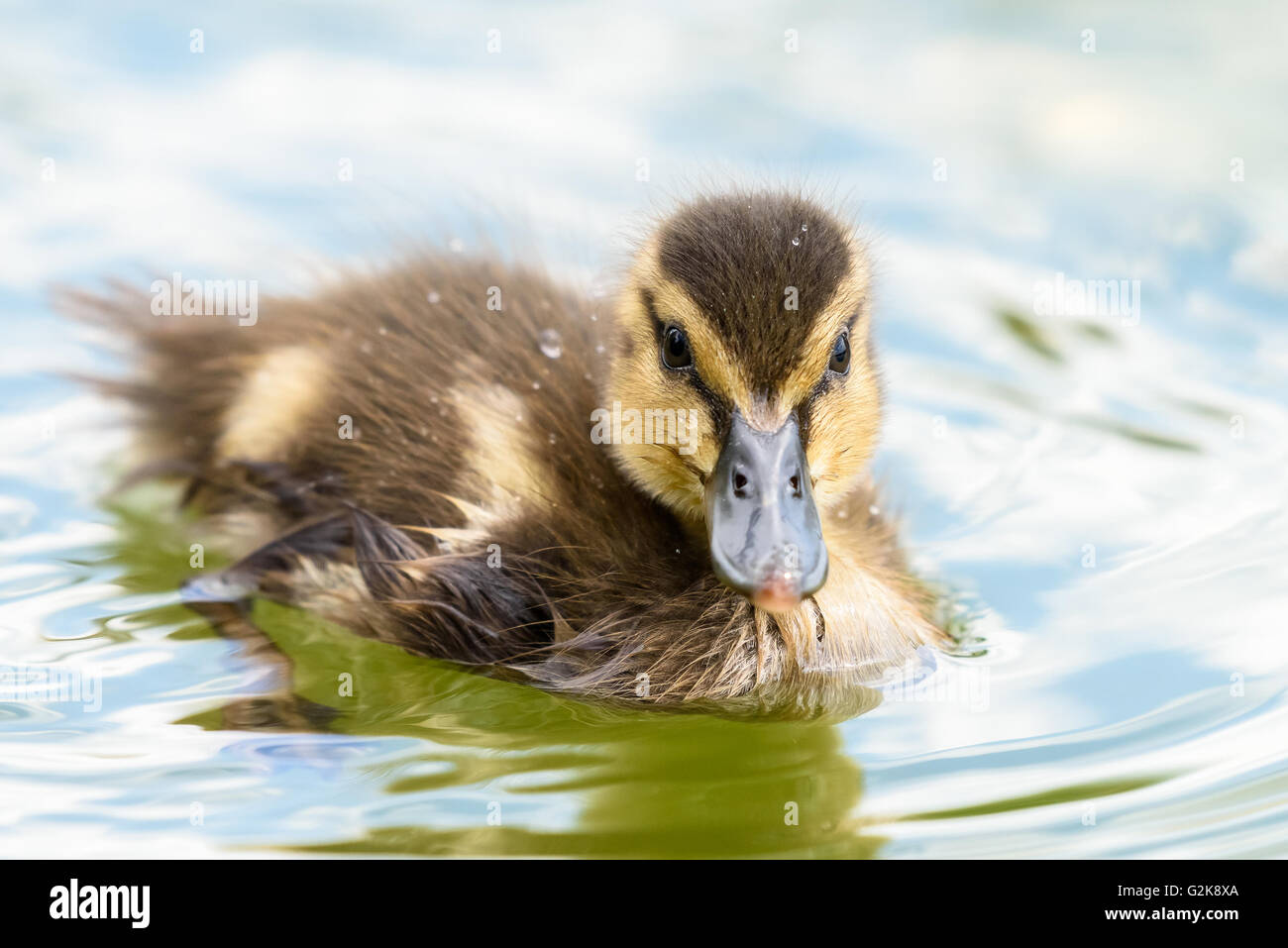 Baby Duck Bird Swimming On Water Stock Photo - Alamy