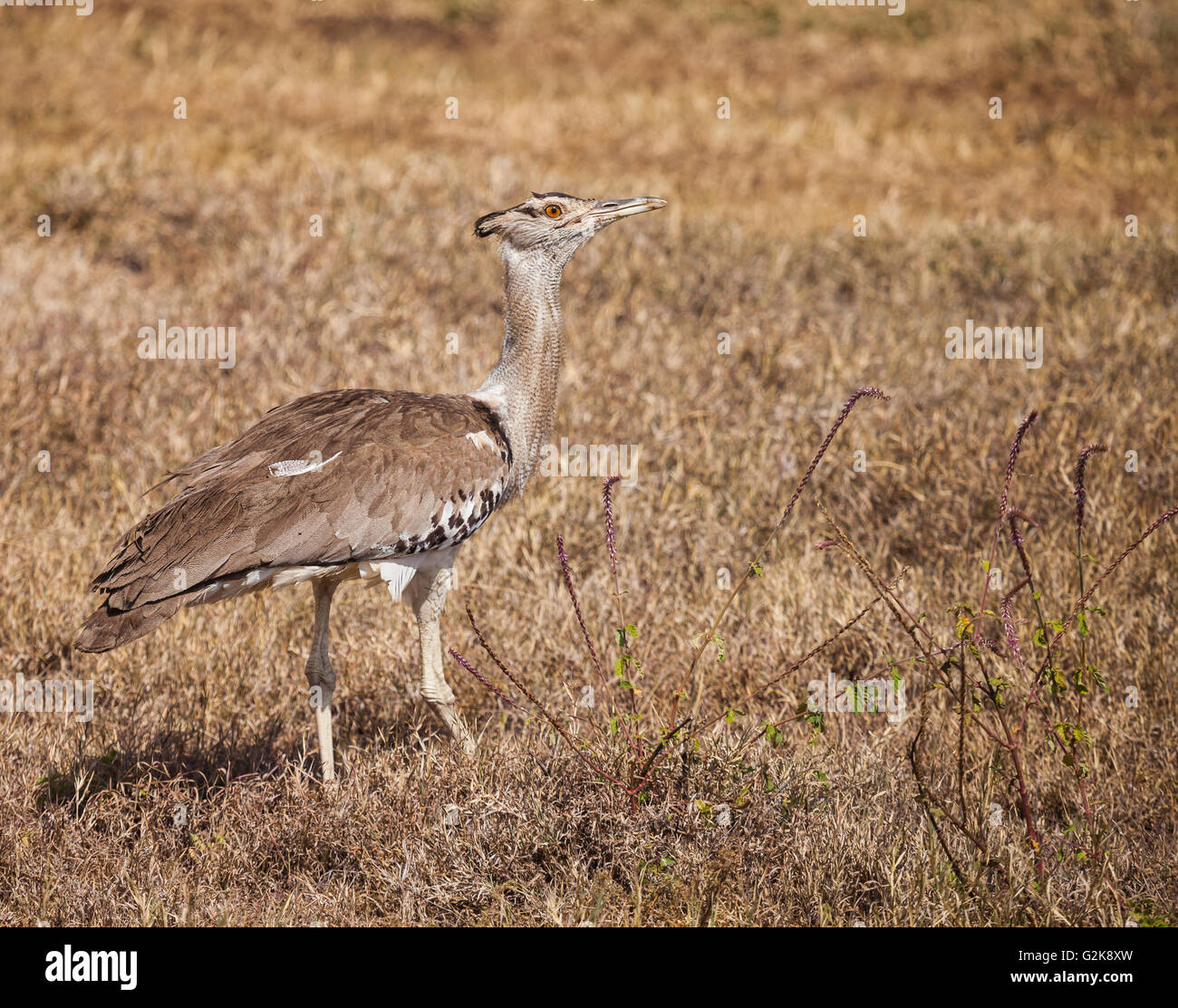 secretary bird walking on wild grass. The secretarybird or secretary ...