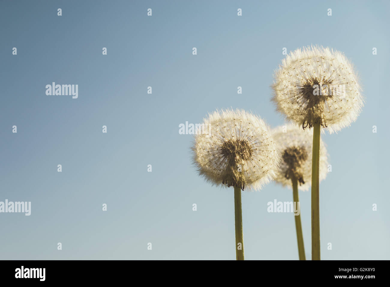 White fluffy seeds hi-res stock photography and images - Alamy