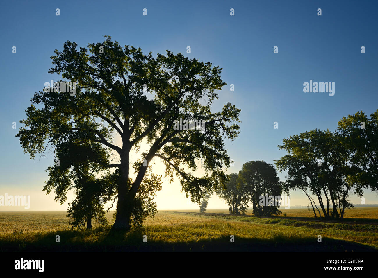 Western cottonwood tree hi-res stock photography and images - Alamy