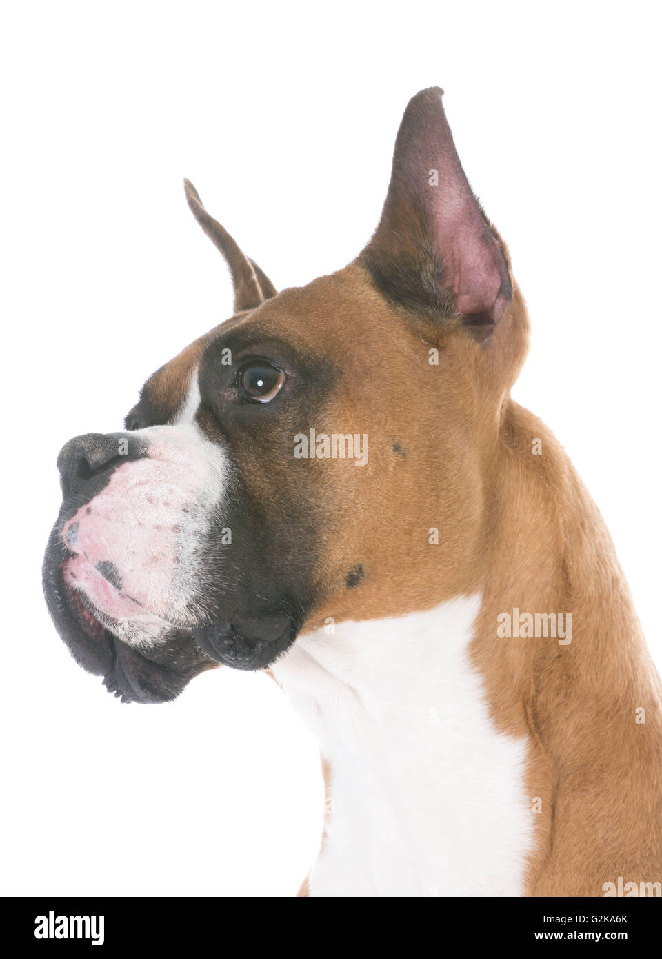 Boxer dog working hi-res stock photography and images - Alamy