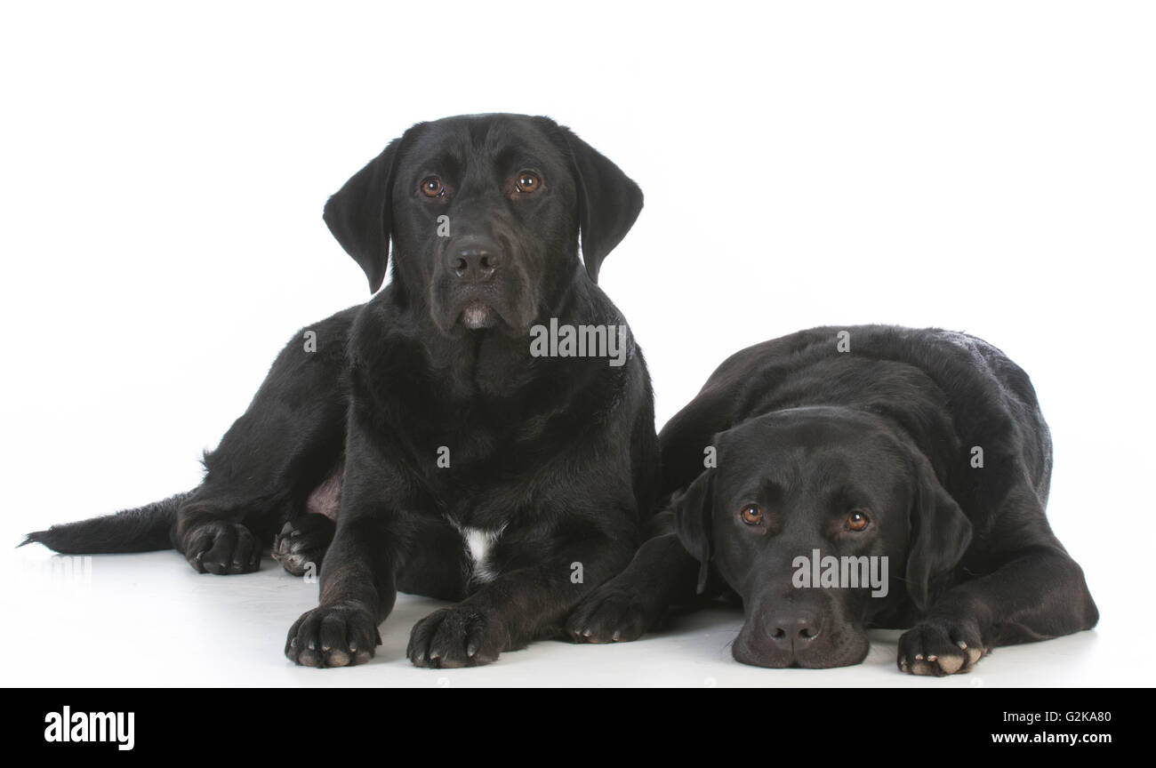 two black labrador retrievers laying down on white background Stock ...