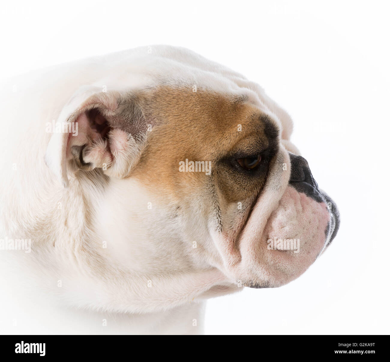 english bulldog head portrait on white background Stock Photo - Alamy