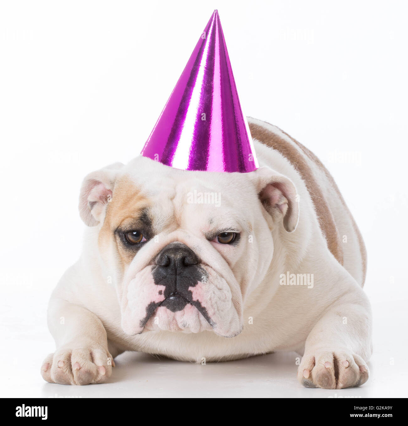 Party Bulldog