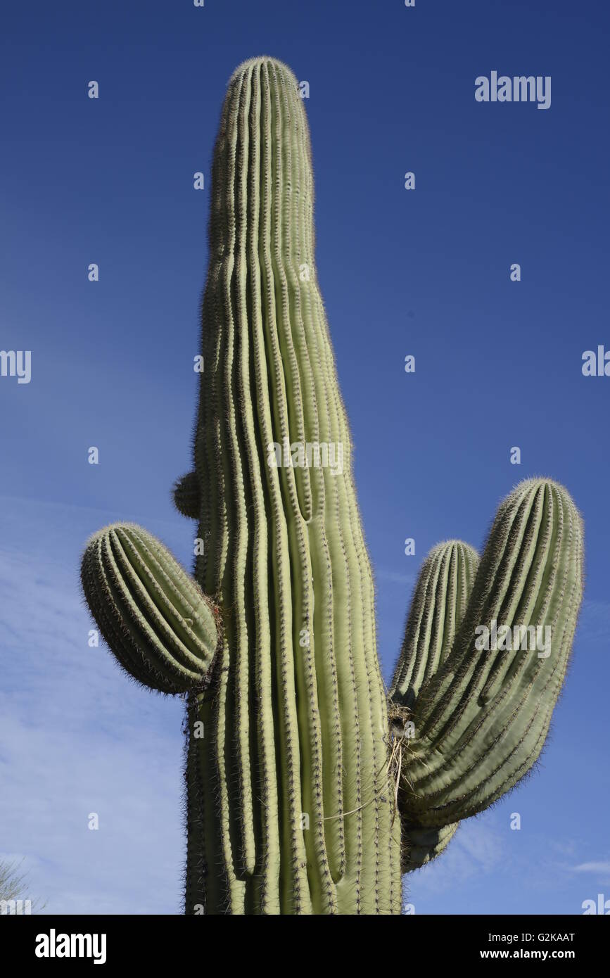 Largest cactus hi-res stock photography and images - Alamy