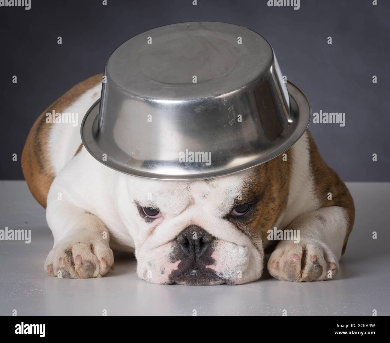 english bulldog with dog food bowl on head on black background Stock ...