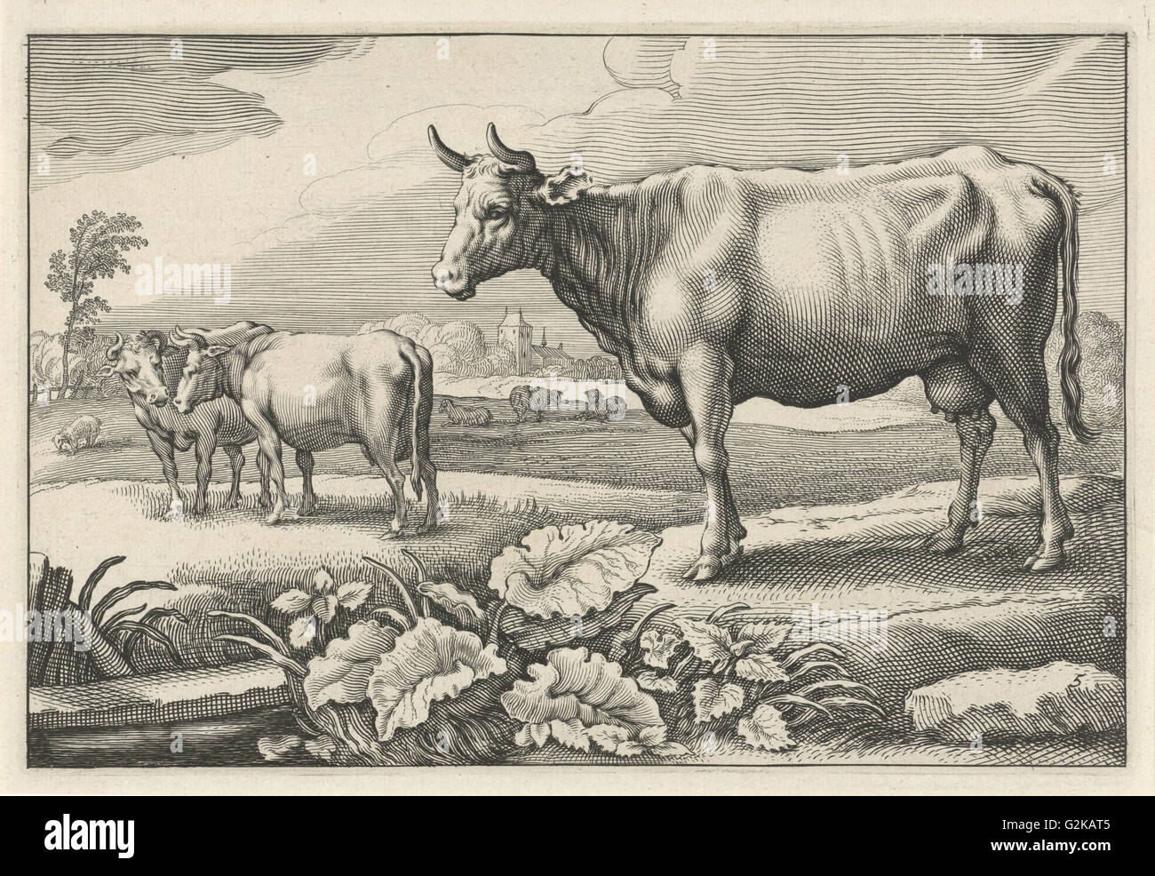 Cuyp cow hi-res stock photography and images - Alamy