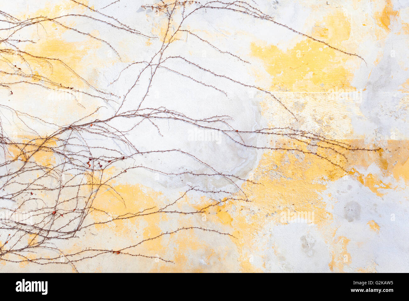 Boston ivy in winter hi-res stock photography and images - Alamy