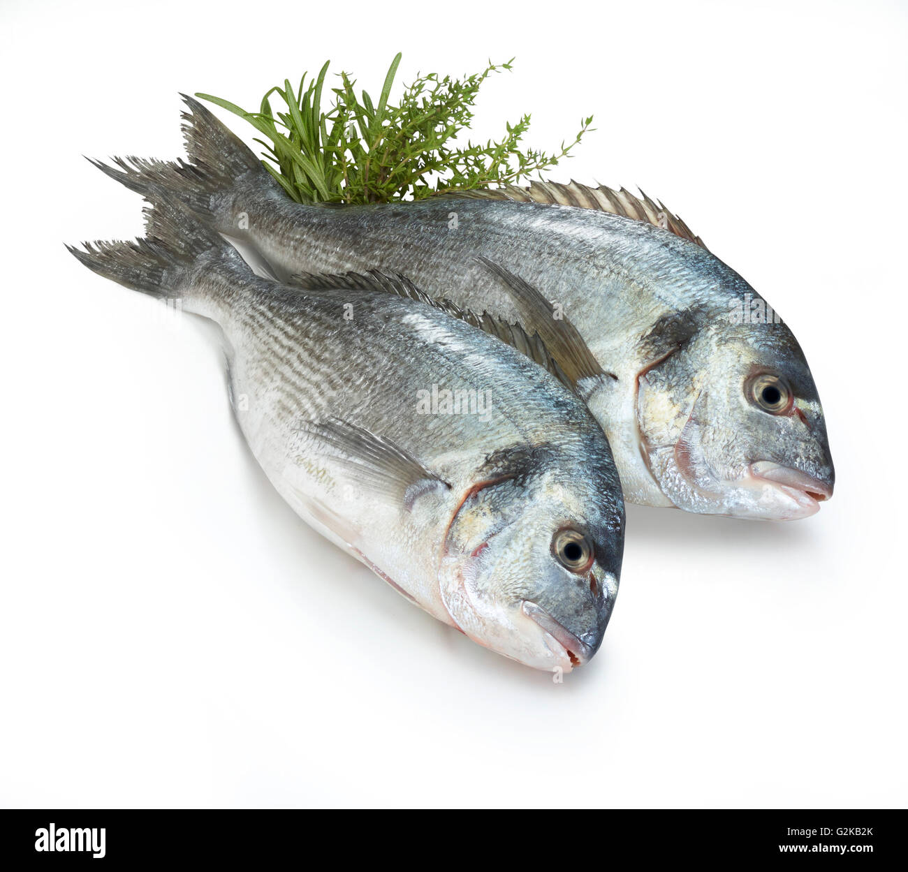 Thyme thymus sp Cut Out Stock Images & Pictures - Alamy