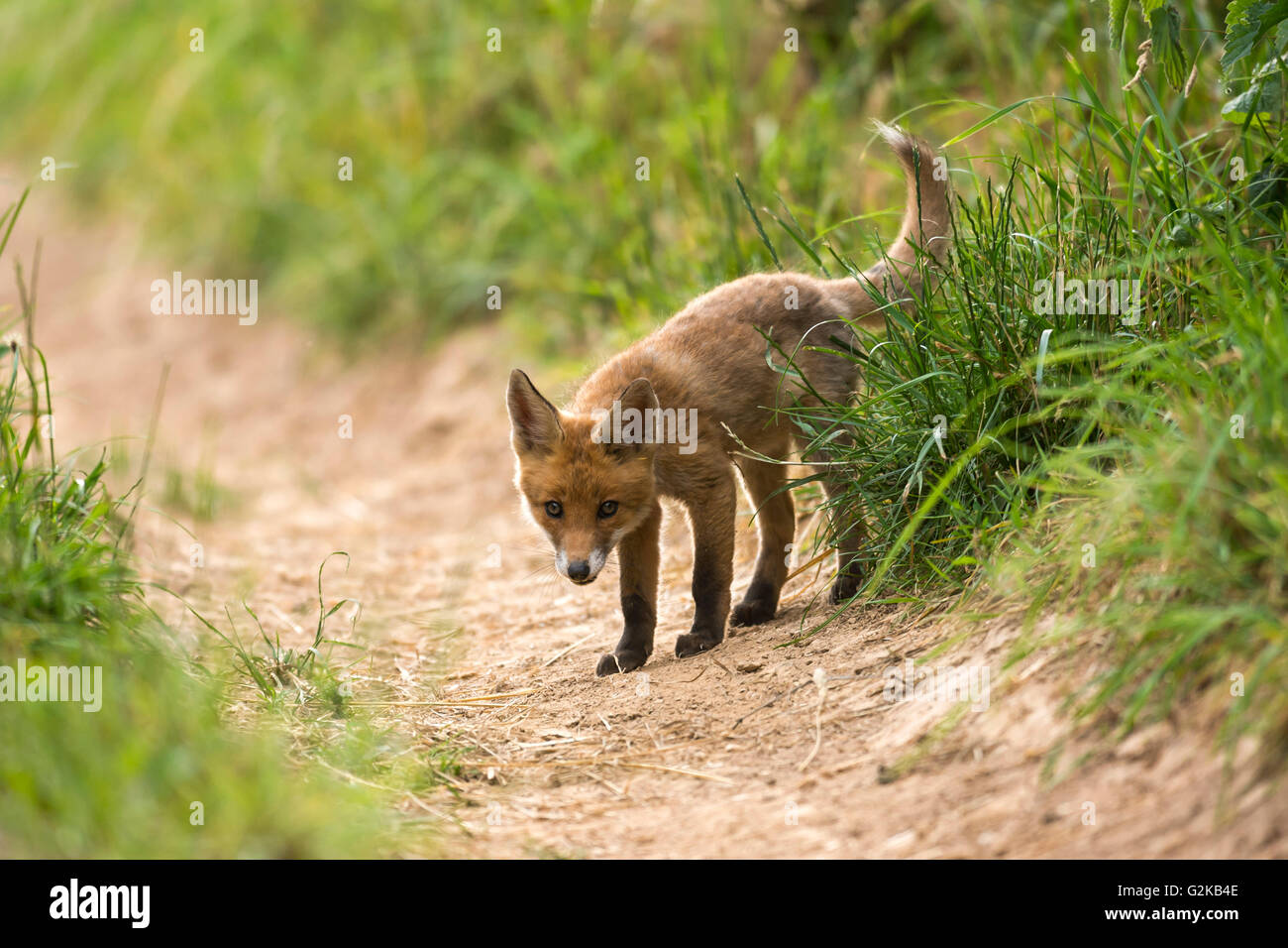 Animal path hi-res stock photography and images - Alamy