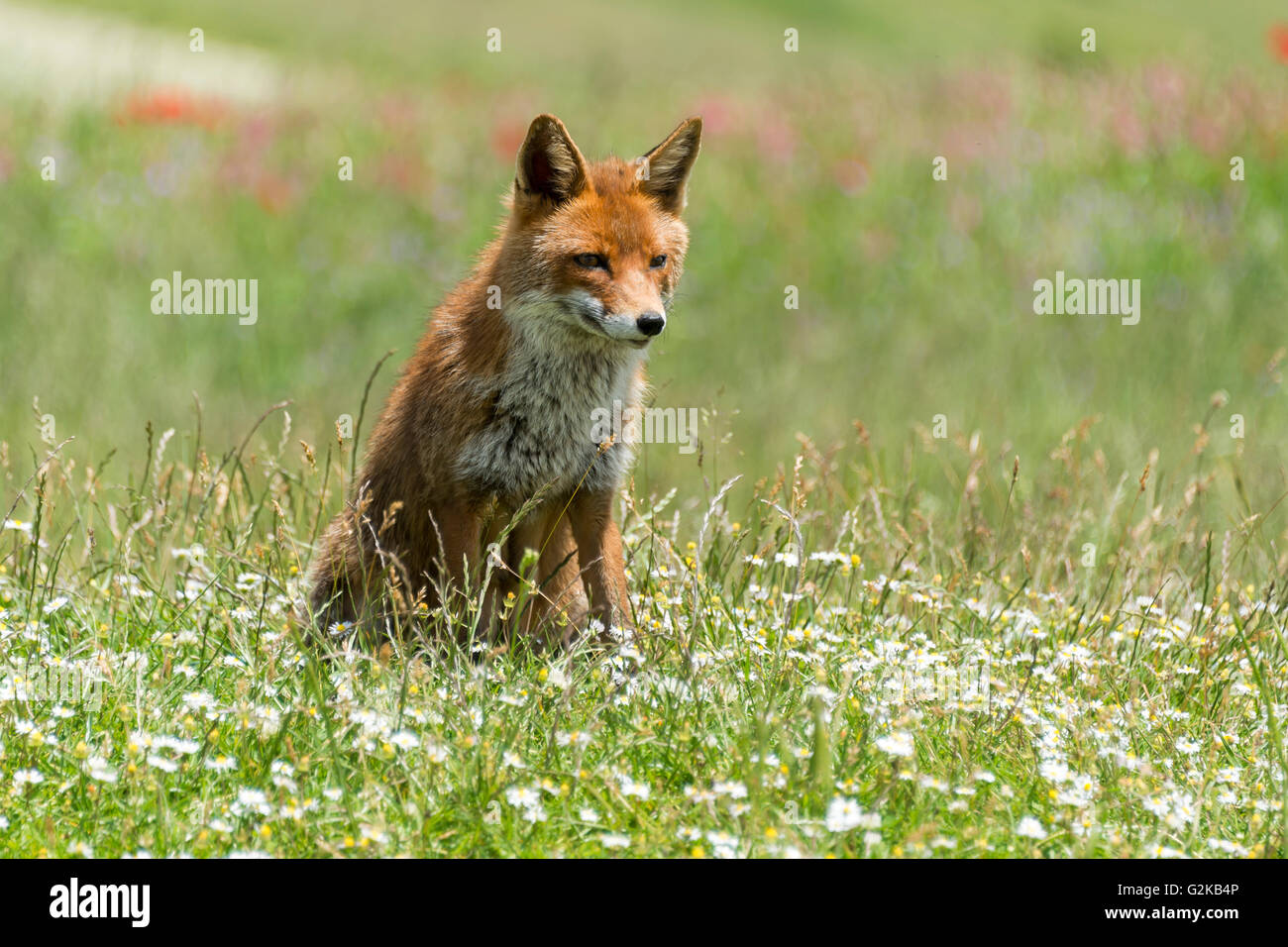 Red Fox (Vulpes vulpes) sitting in flower meadow, Monti Sibillini National Park, Umbria, Italy ...