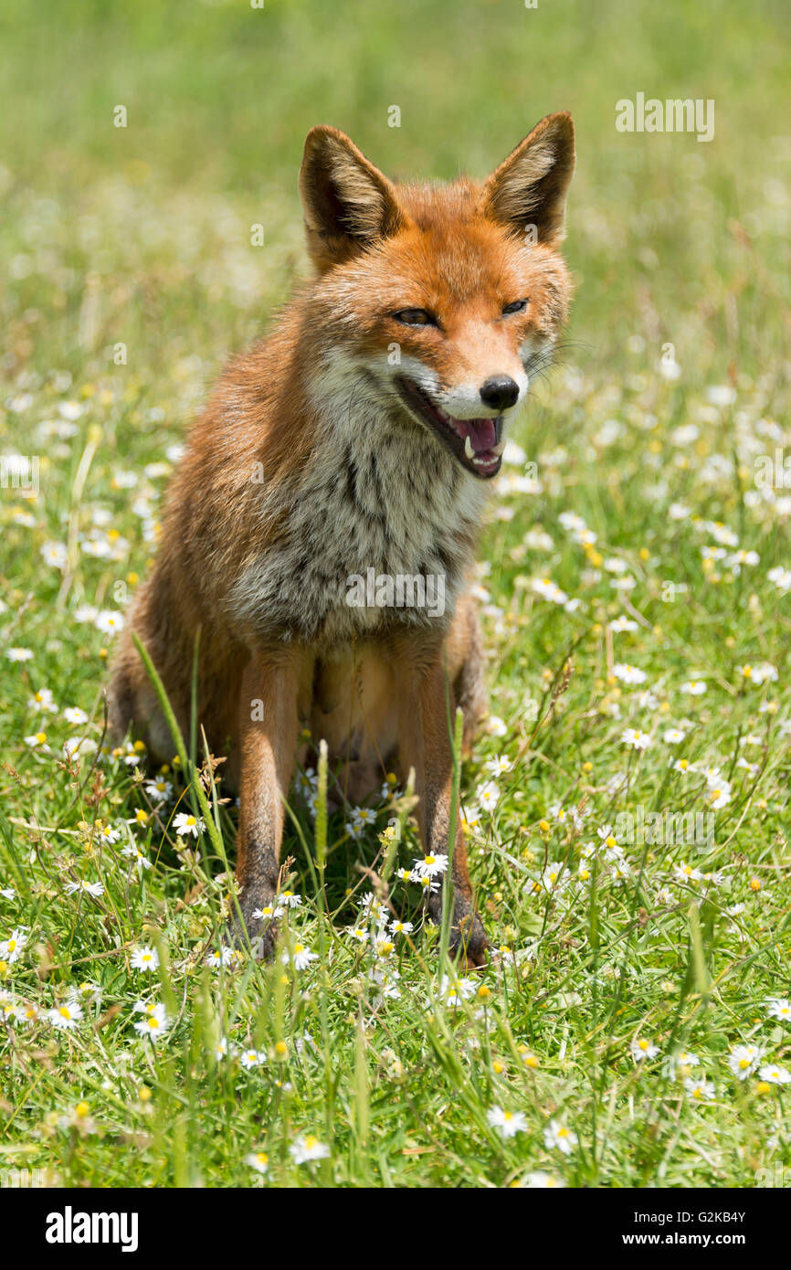 Red Fox (Vulpes vulpes) sitting in flower meadow, Monti Sibillini National Park, Umbria, Italy ...
