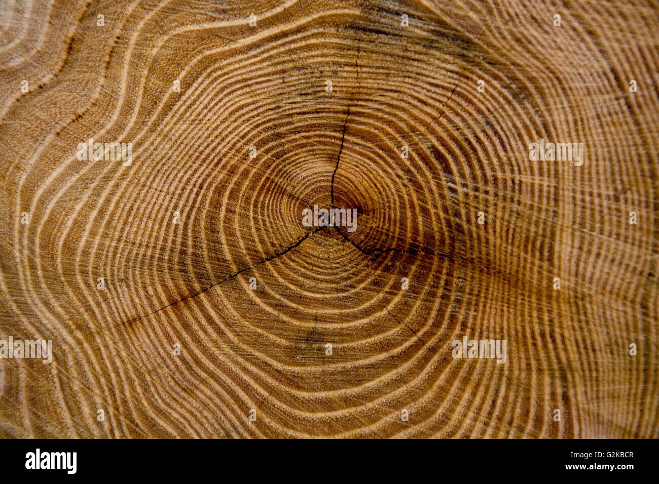 Tree Rings of a Stump Stock Photo - Alamy